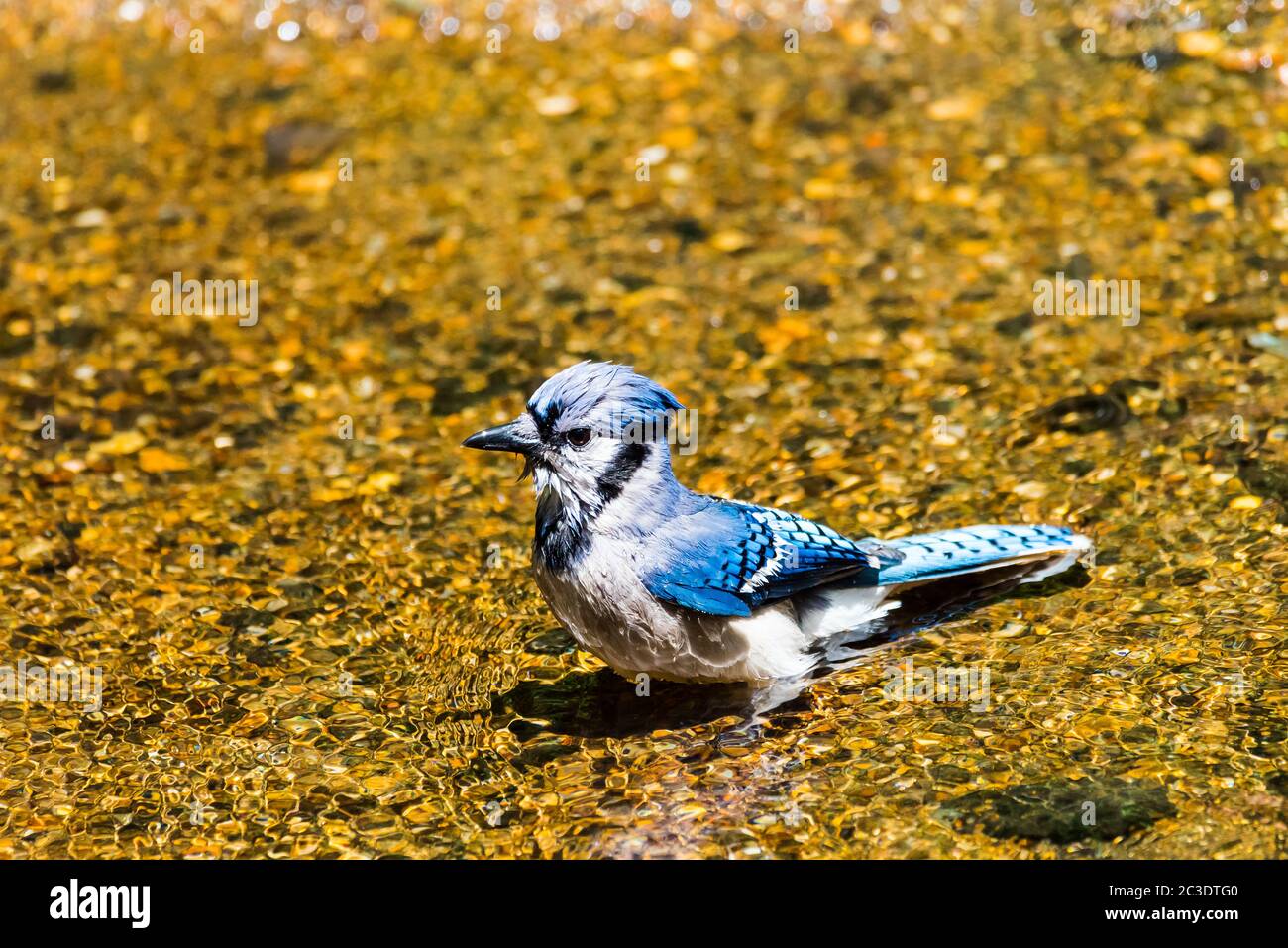 Blue Jay taking a bath at Horn Pond, Woburn Stock Photo - Alamy