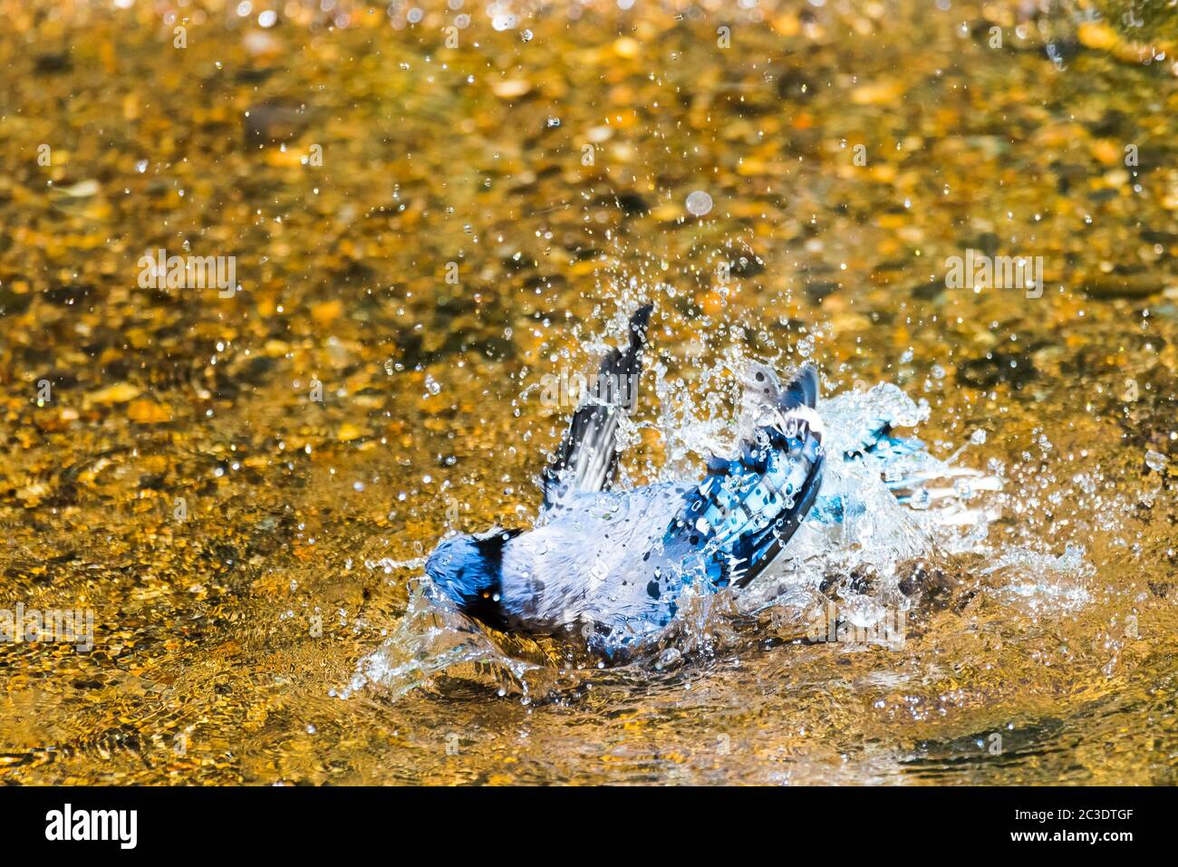 Blue Jay splashing a lot while taking a bath at Horn Pond in Woburn ...