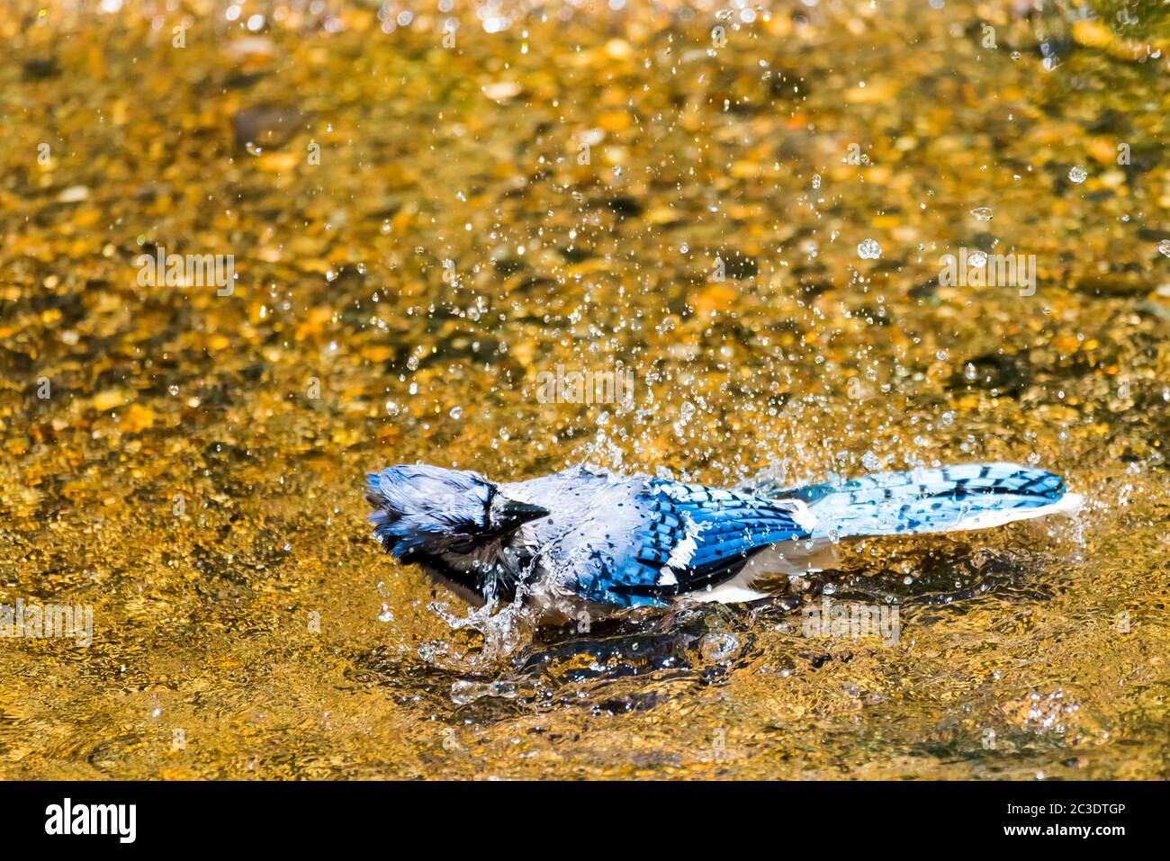 Blue Jay splashing a lot while taking a bath at Horn Pond in Woburn ...