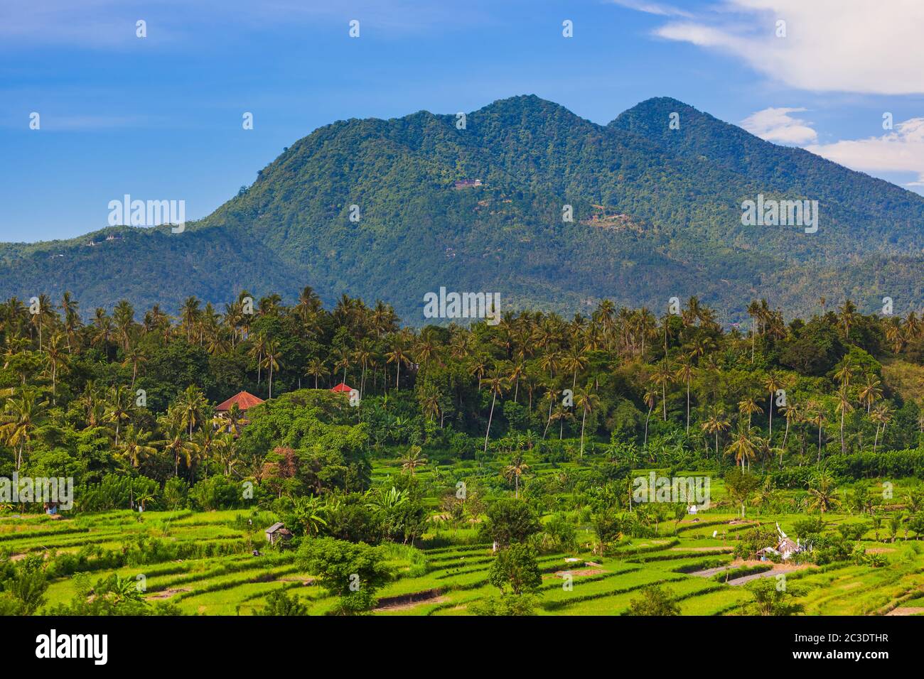 Rice fields - Bali island Indonesia Stock Photo - Alamy