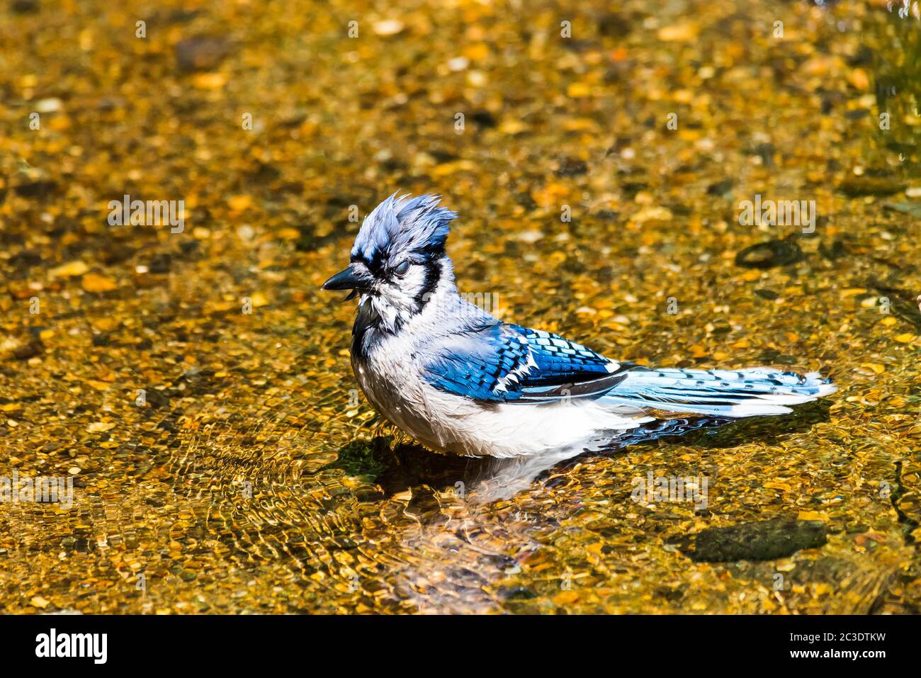 Blue Jay taking a bath at Horn Pond, Woburn Stock Photo - Alamy