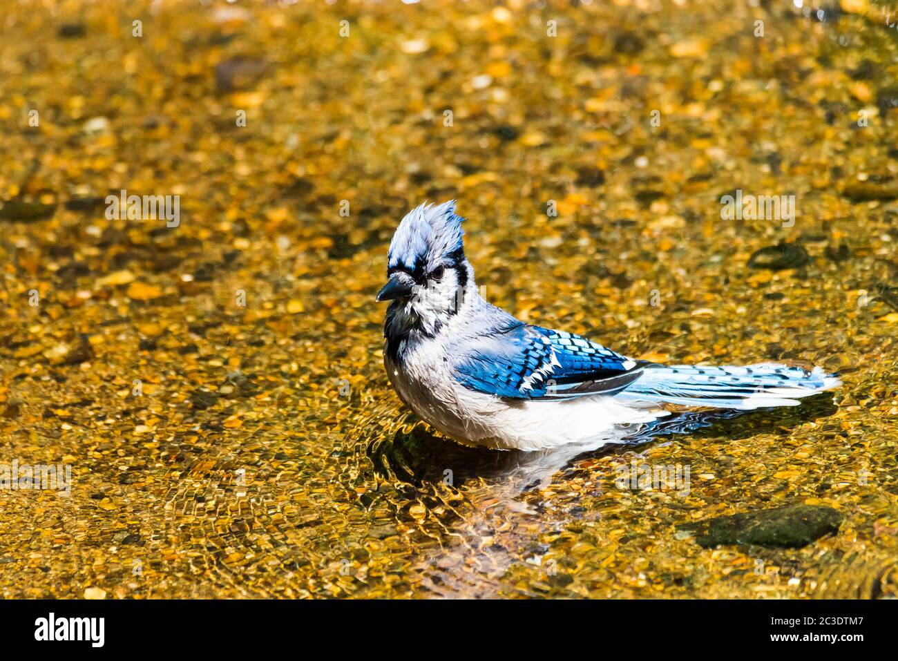 Frolicking in a water bath hi-res stock photography and images - Alamy