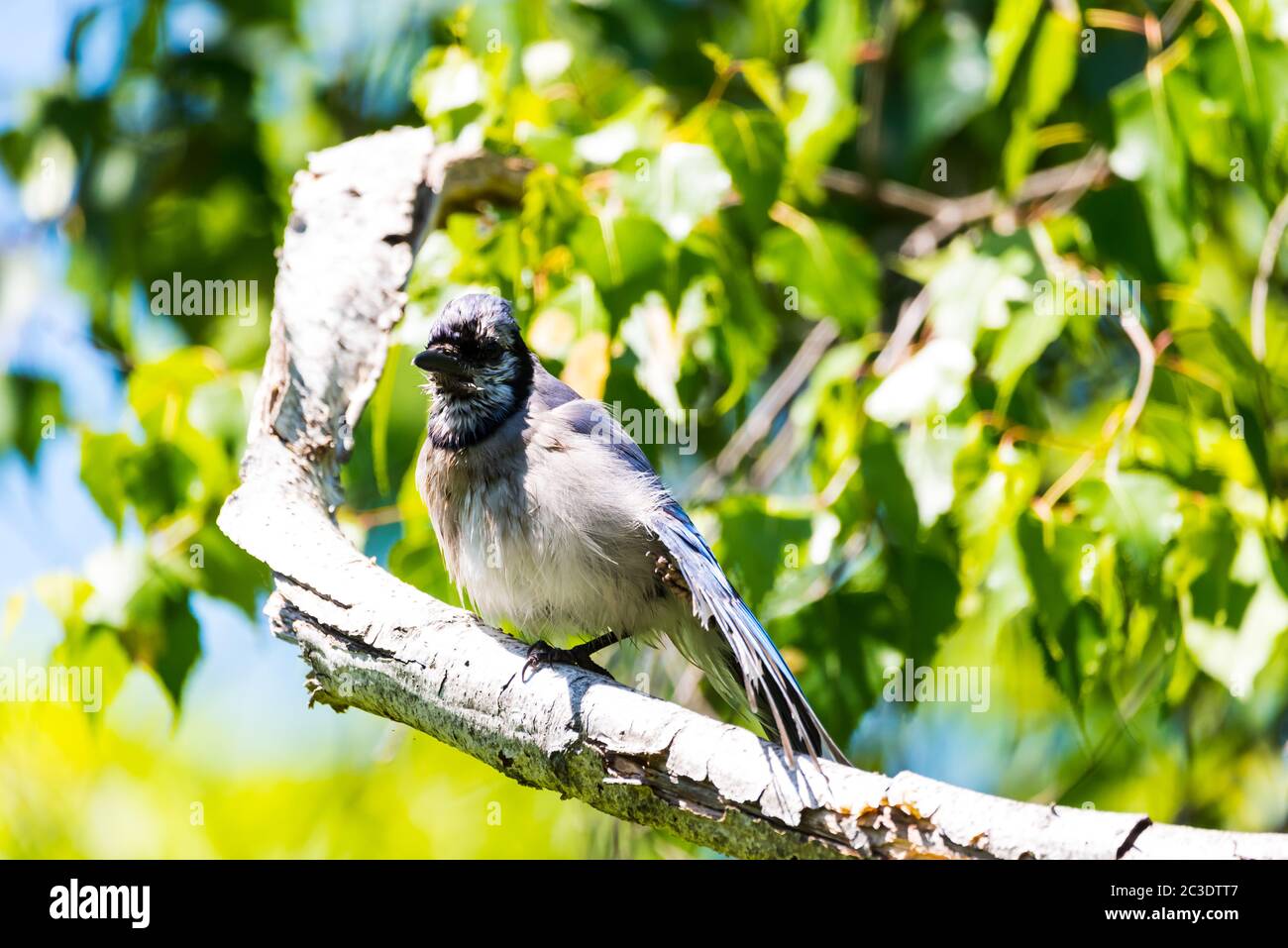 Wet blue jay hi-res stock photography and images - Alamy