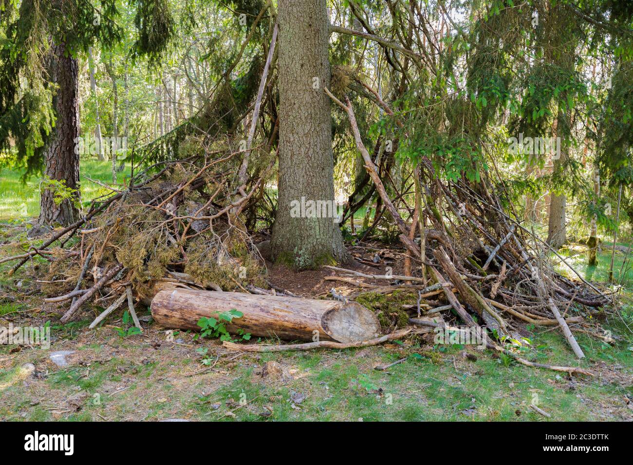 Beautiful view of hut of branches in forest. Beautiful nature ...