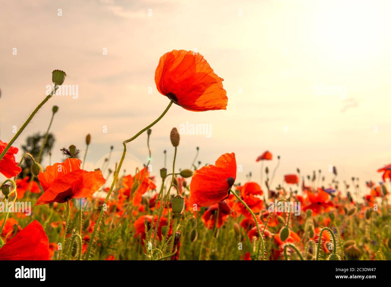 Sunlight plant hi-res stock photography and images - Alamy