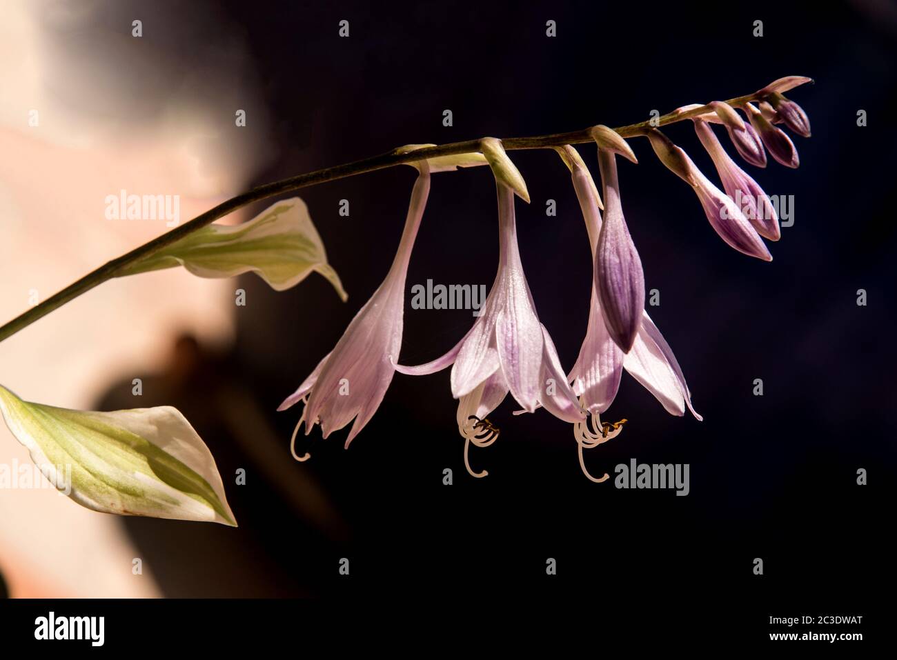 hostas variegata purple flowers at garden Stock Photo - Alamy