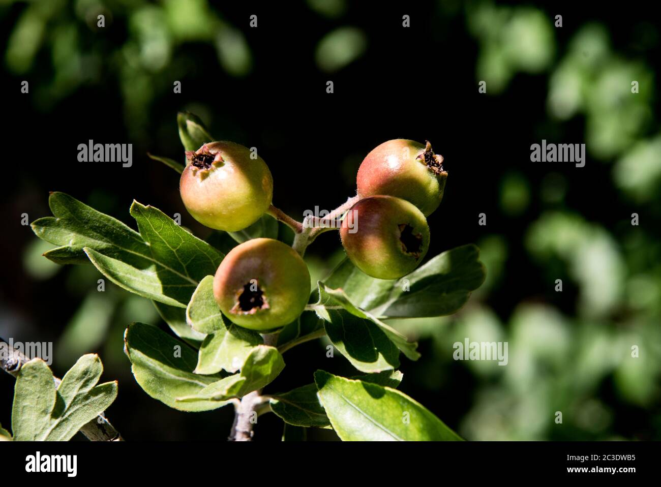 Azerole hi-res stock photography and images - Alamy