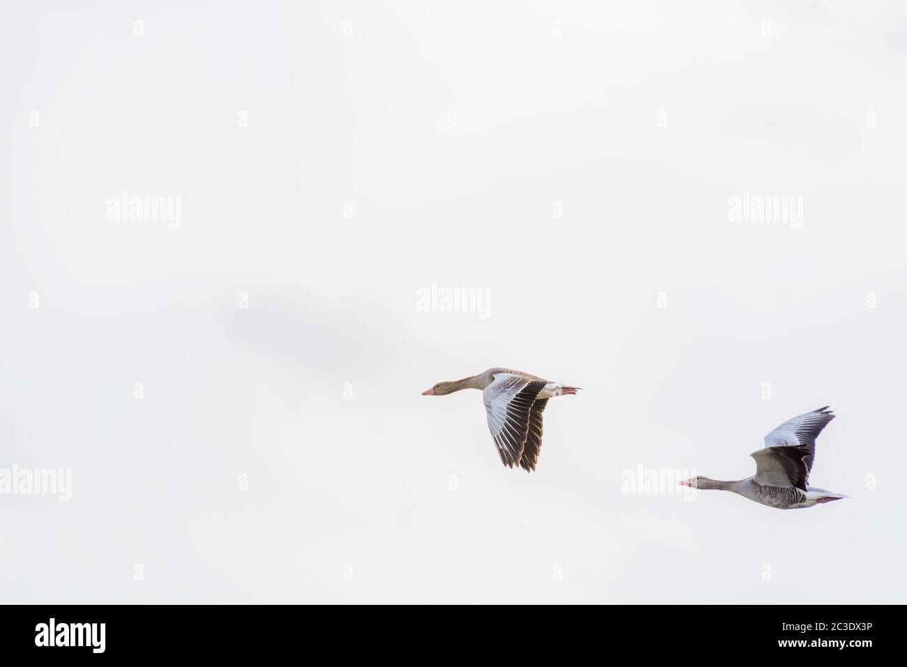 Flying ducks hi-res stock photography and images - Alamy
