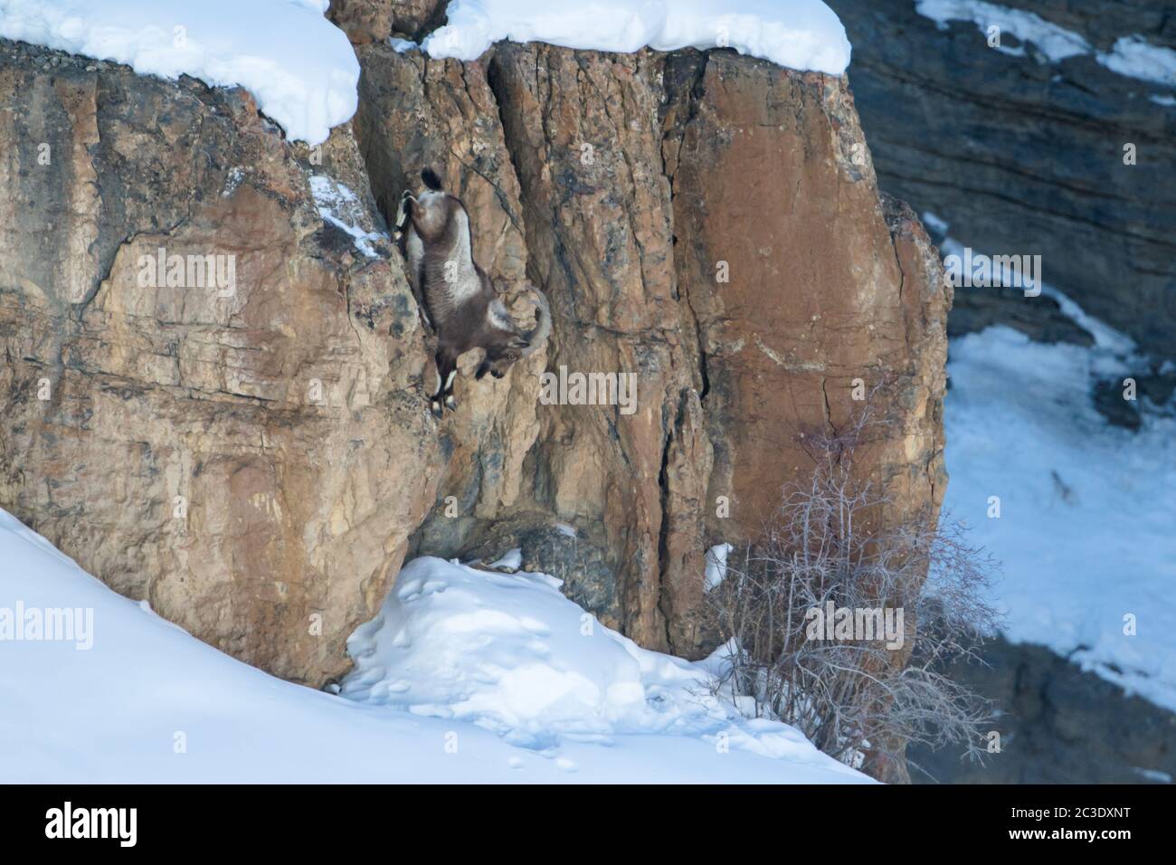 The Himalayan Ibex (Capra sibirica hemalayanus) in the himalaya ...