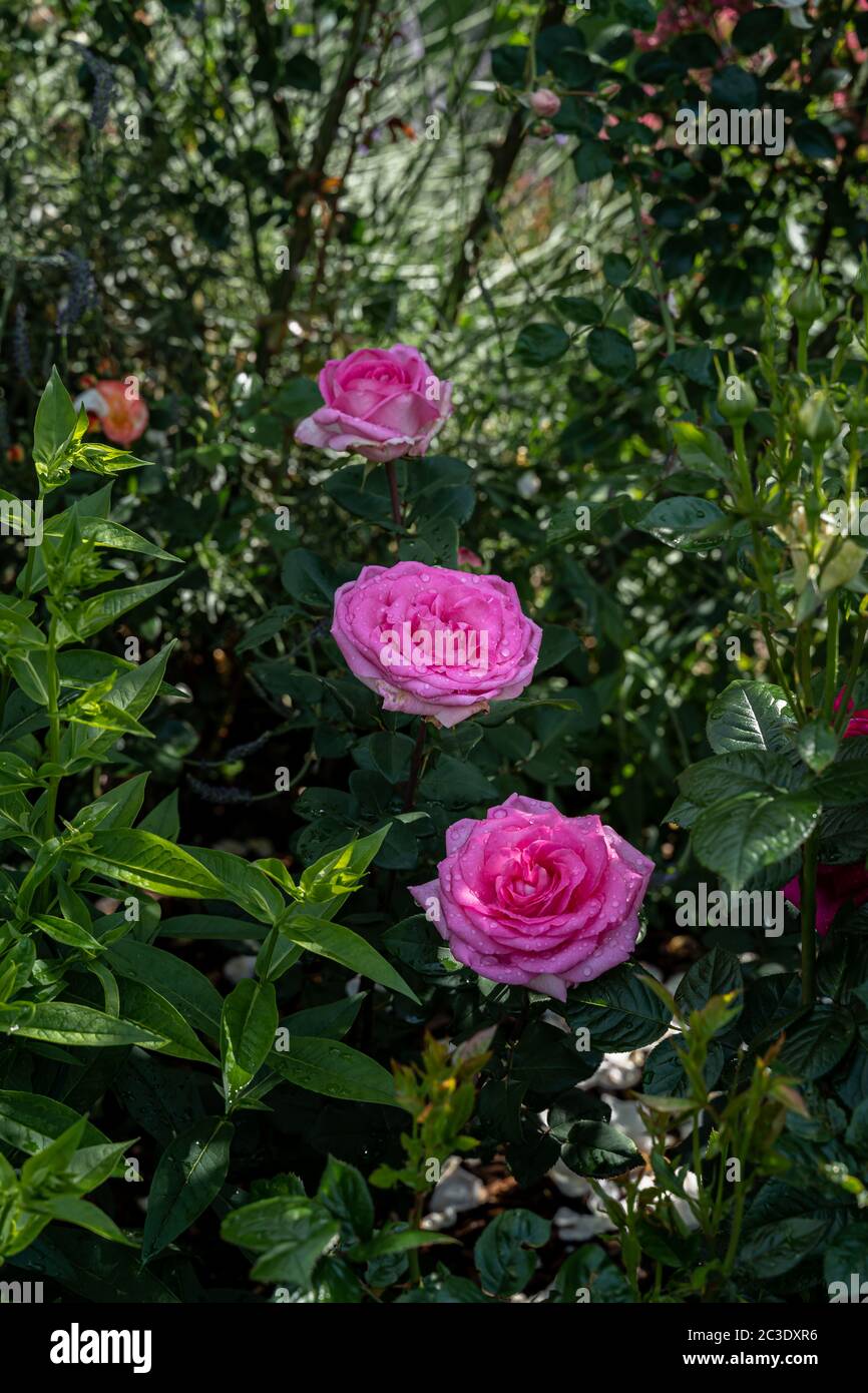 Special roses hi-res stock photography and images - Alamy