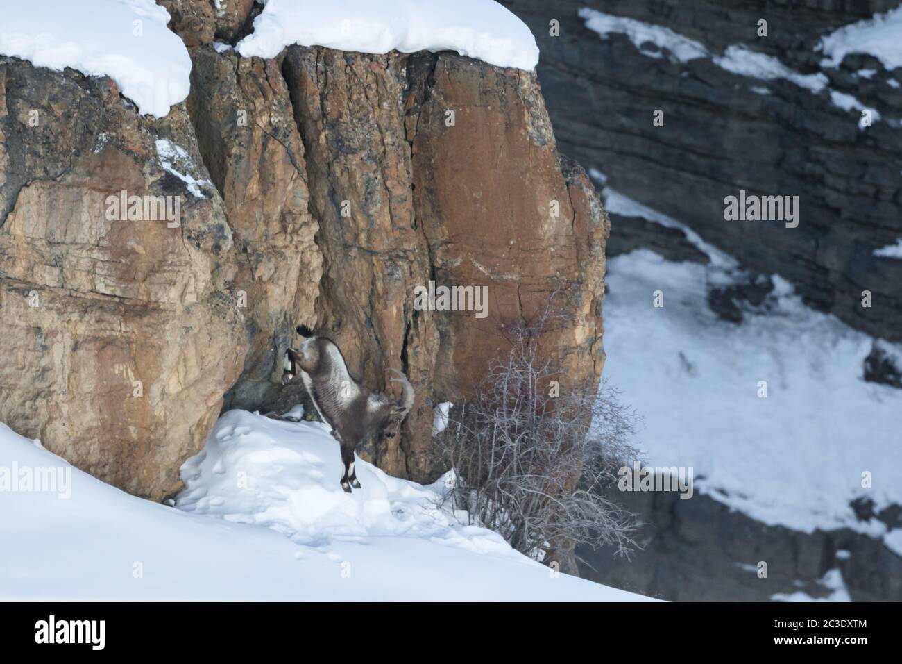 The Himalayan Ibex (Capra sibirica hemalayanus) in the himalaya ...
