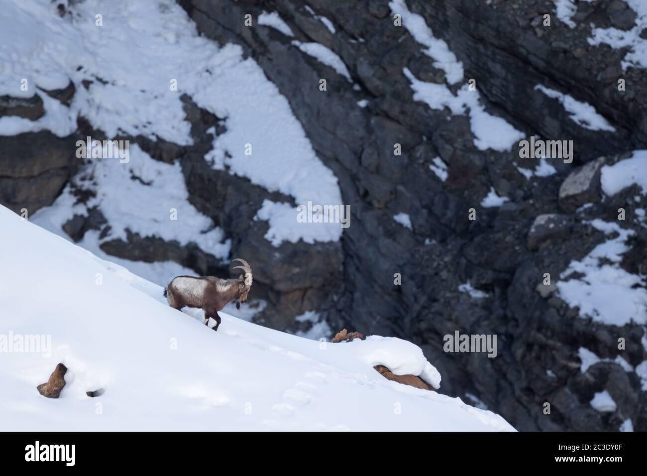 The Himalayan Ibex (Capra sibirica hemalayanus) in the himalaya ...