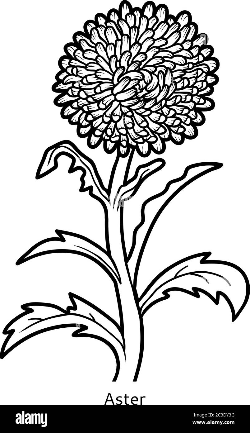 Coloring book for children, flower Aster Stock Vector Image & Art - Alamy