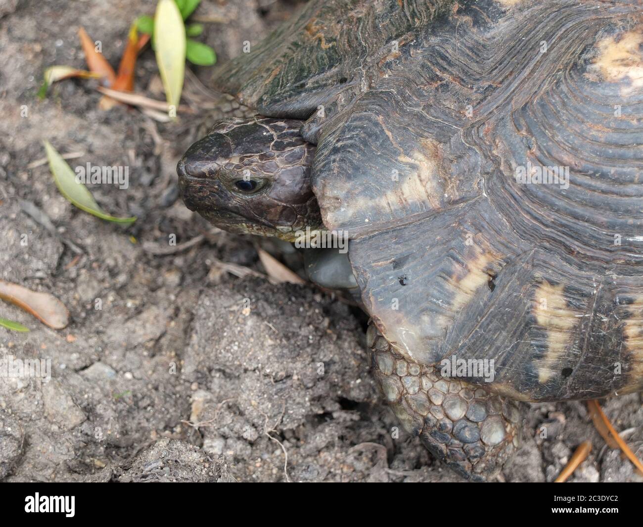 Country tortoise hi-res stock photography and images - Alamy