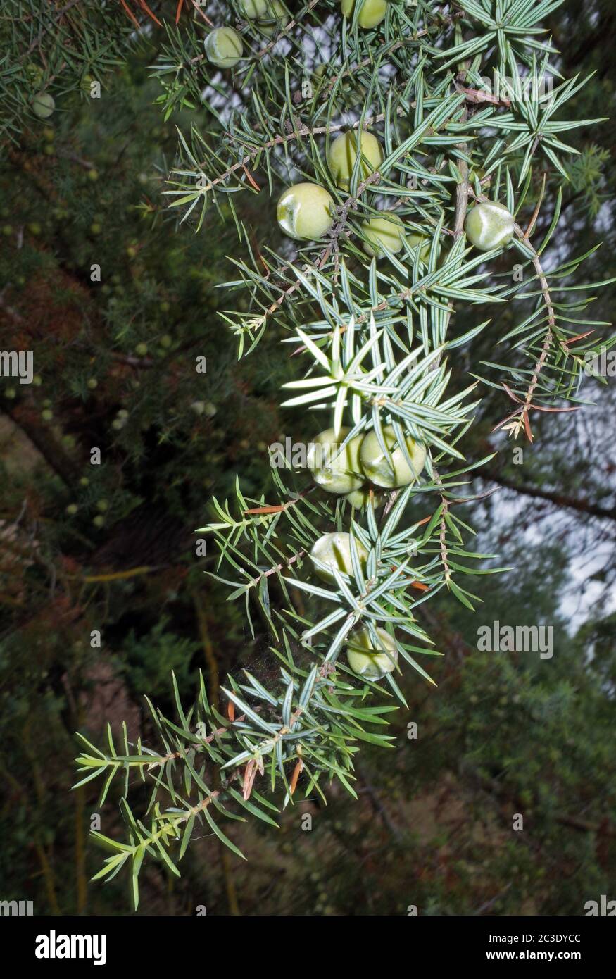 Close up leaves juniperus hi-res stock photography and images - Alamy