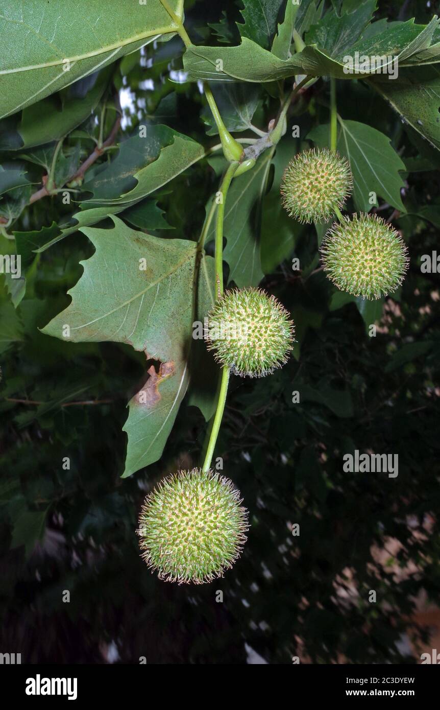 Platanus hispanica hi-res stock photography and images - Alamy