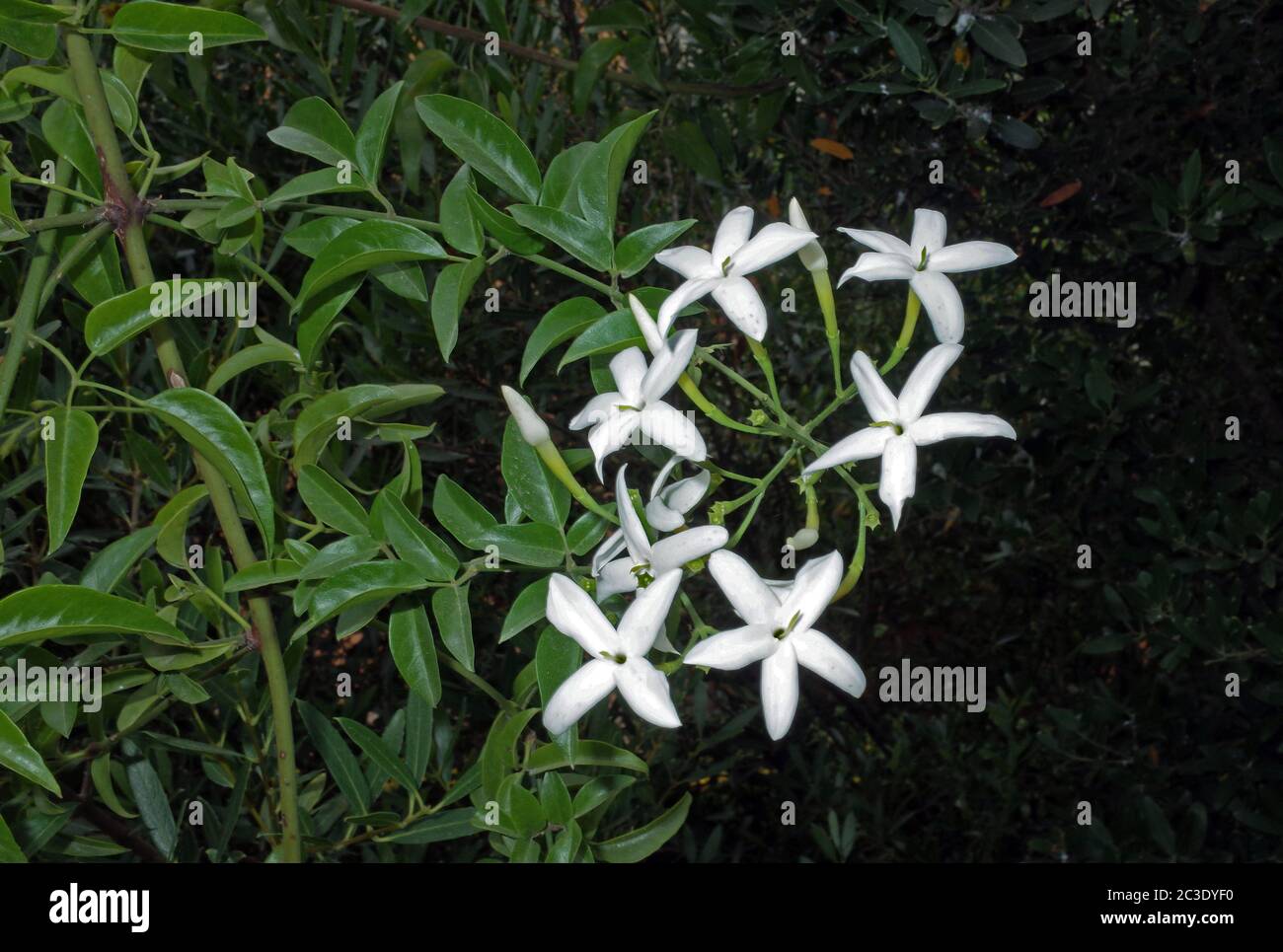 Jasmine close up hi-res stock photography and images - Alamy