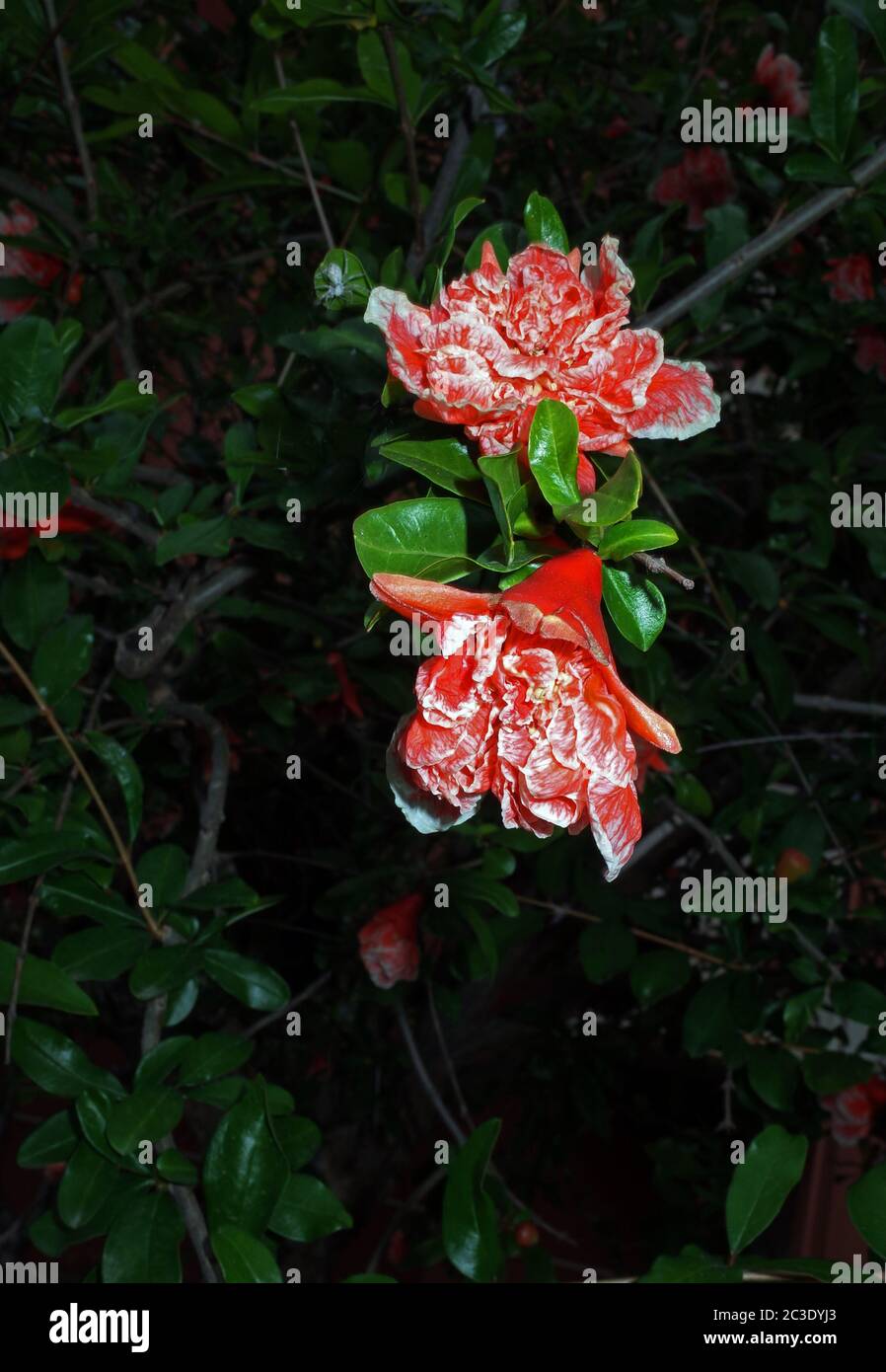 Pomegranate blossom hi-res stock photography and images - Alamy