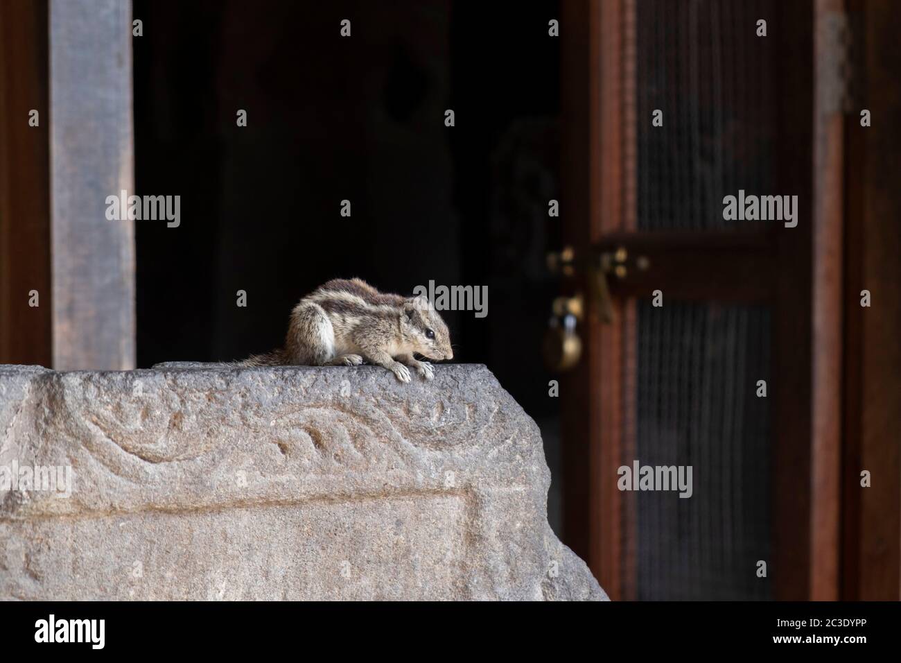 Indian chipmunk hi-res stock photography and images - Alamy