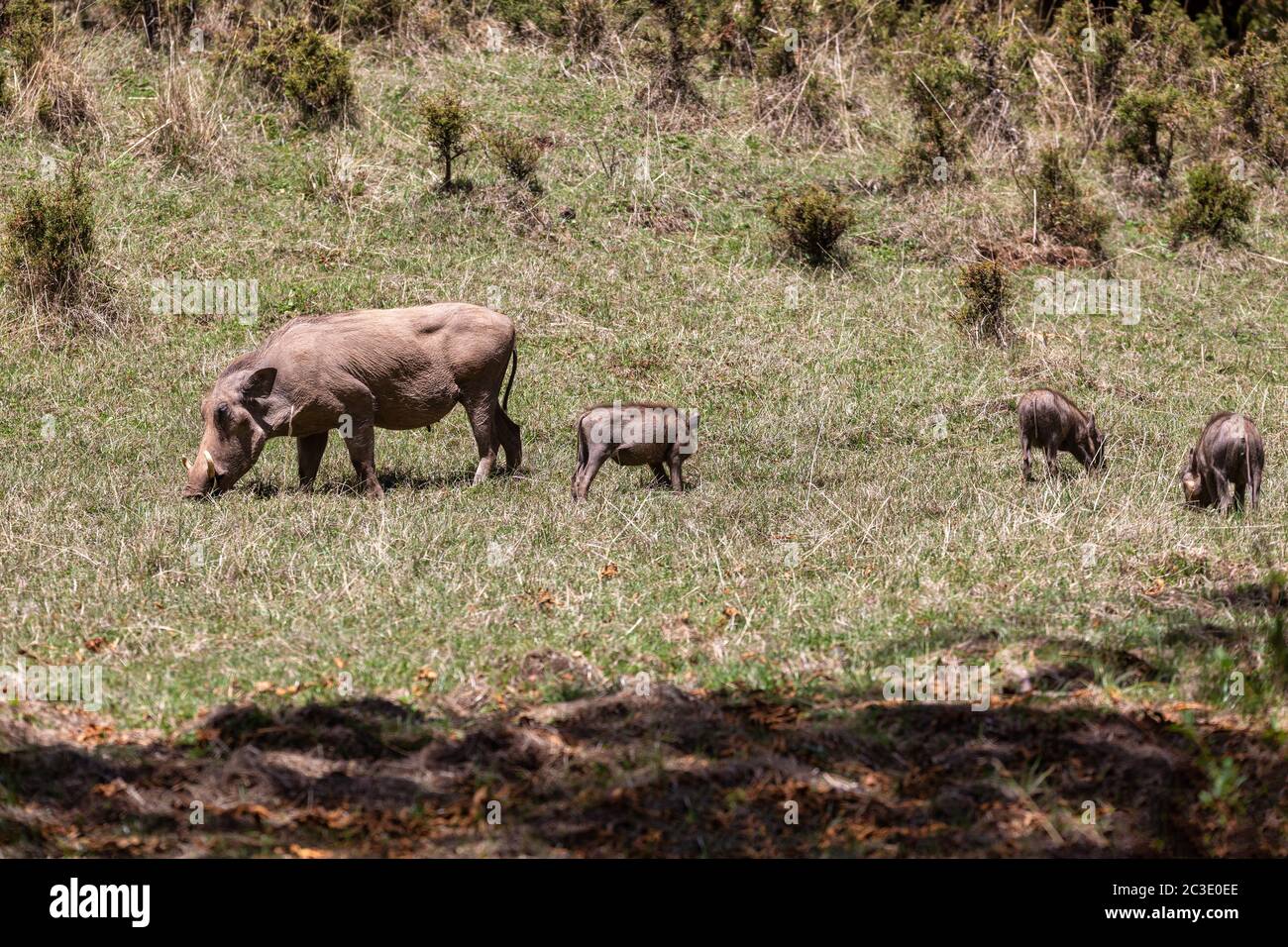 Male and female warthog hi-res stock photography and images - Alamy