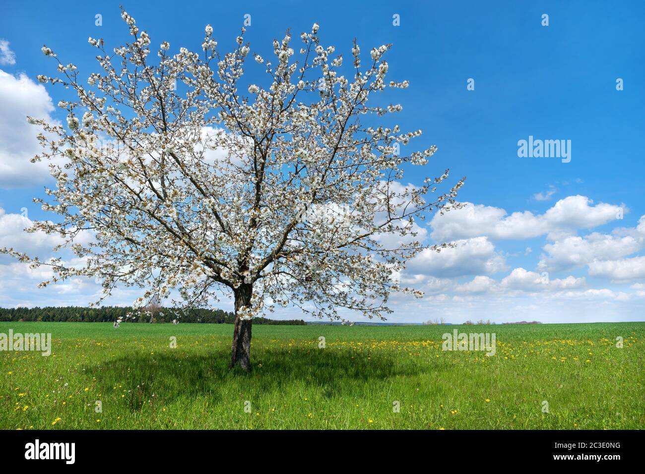 Single cherry blossom tree hi-res stock photography and images - Alamy