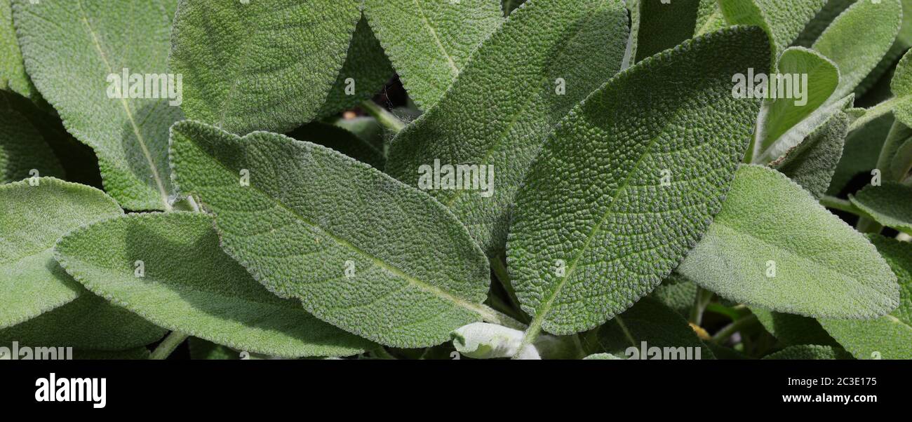 fragrant sage leaves typical aromatic herb of the Mediterranean region ...