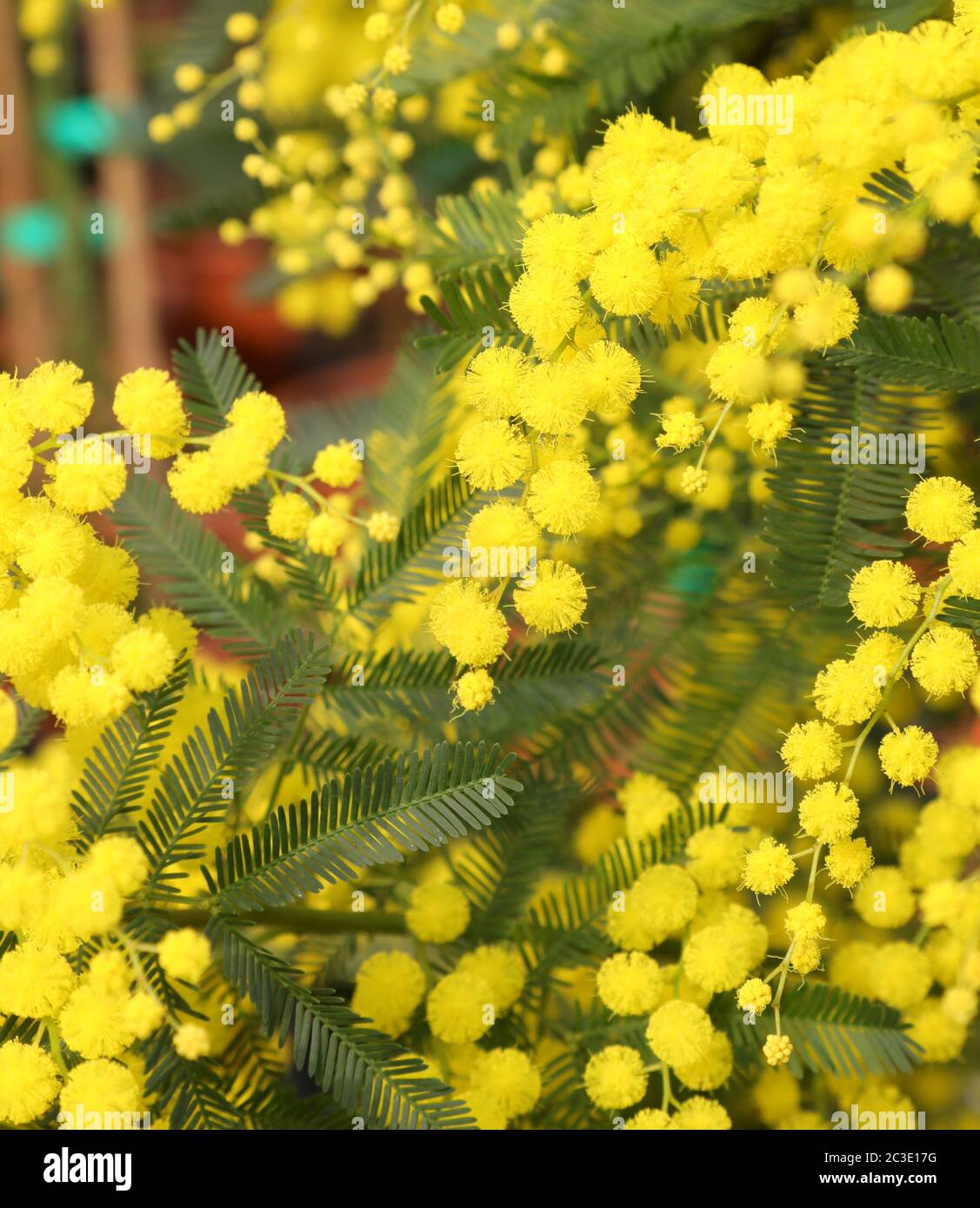 branch of yellow mimosa flower in bloom in March symbol of Womens Day ...