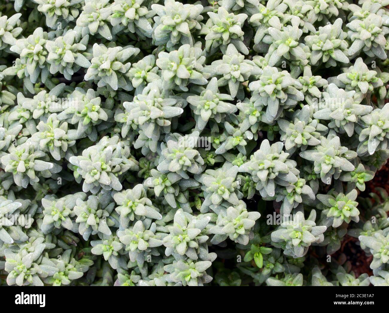 background of plants of fragrant thyme typical aromatic herb of Italy ...