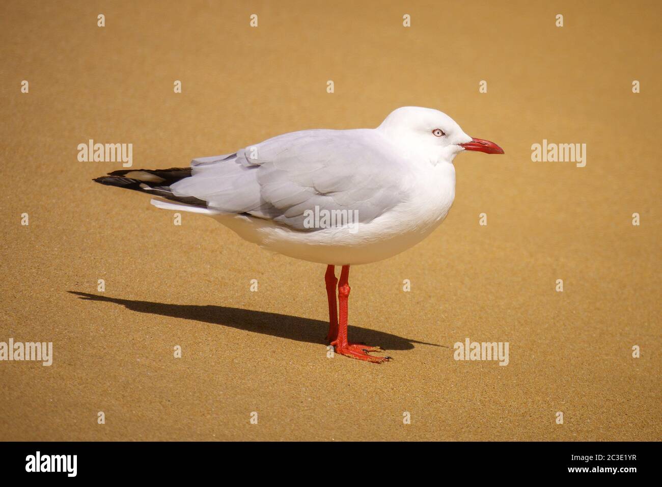 beautiful seagull at the sandy beach Stock Photo - Alamy