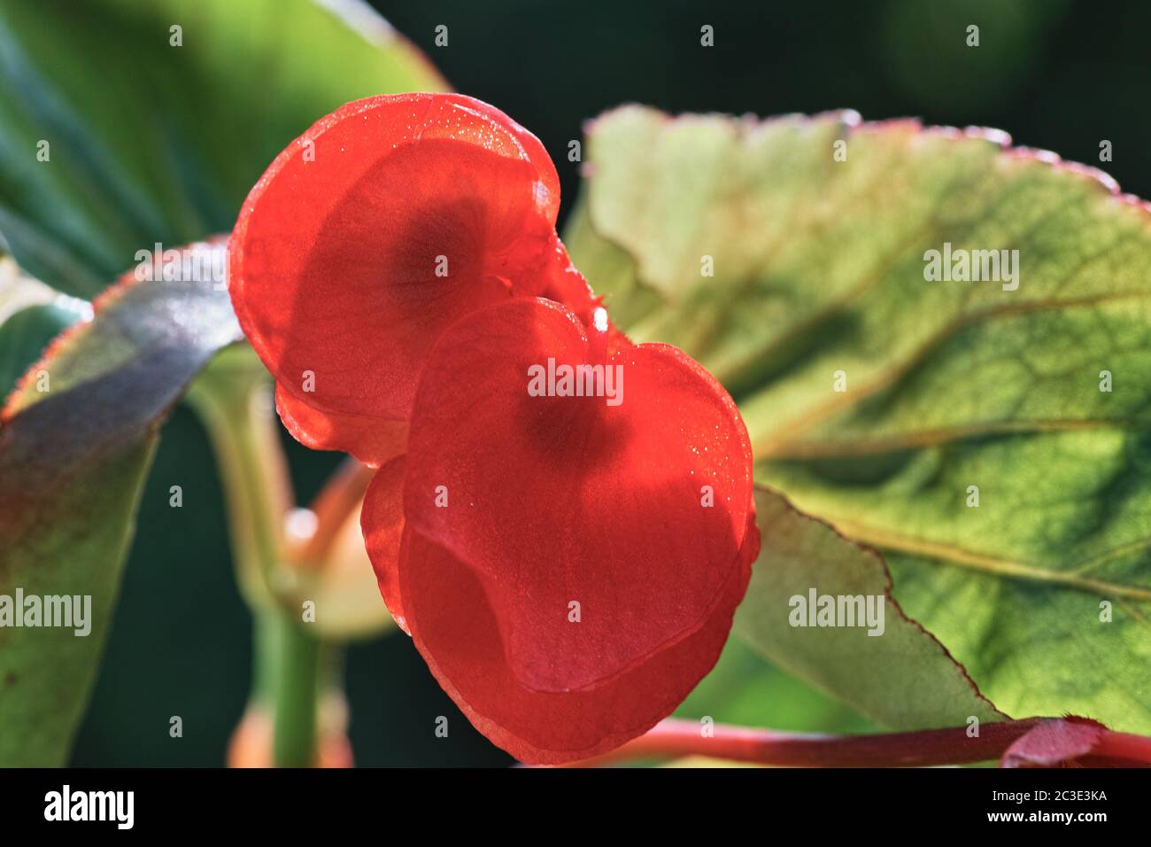 Dracunculus vulgaris is a species of aroid in the genus Dracunculus and ...