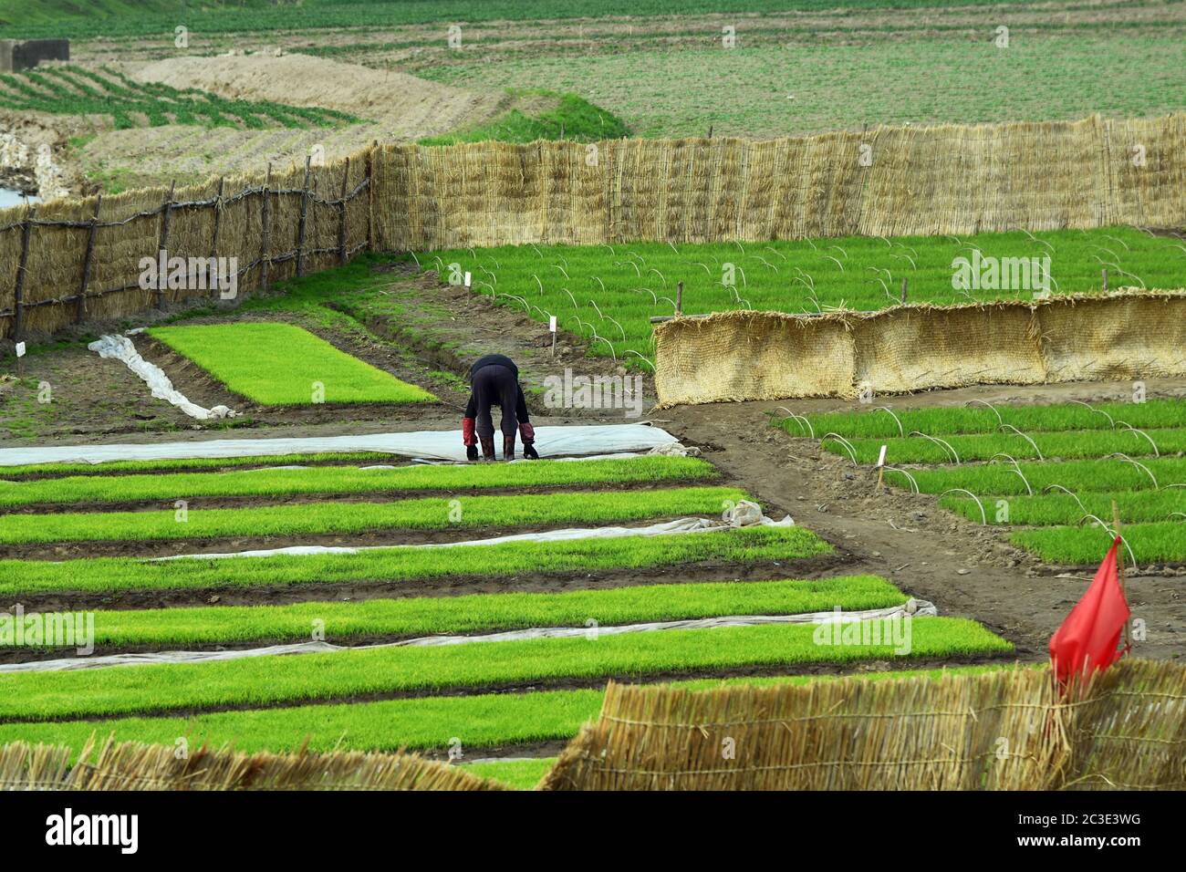 Rice farm north korea hi-res stock photography and images - Alamy