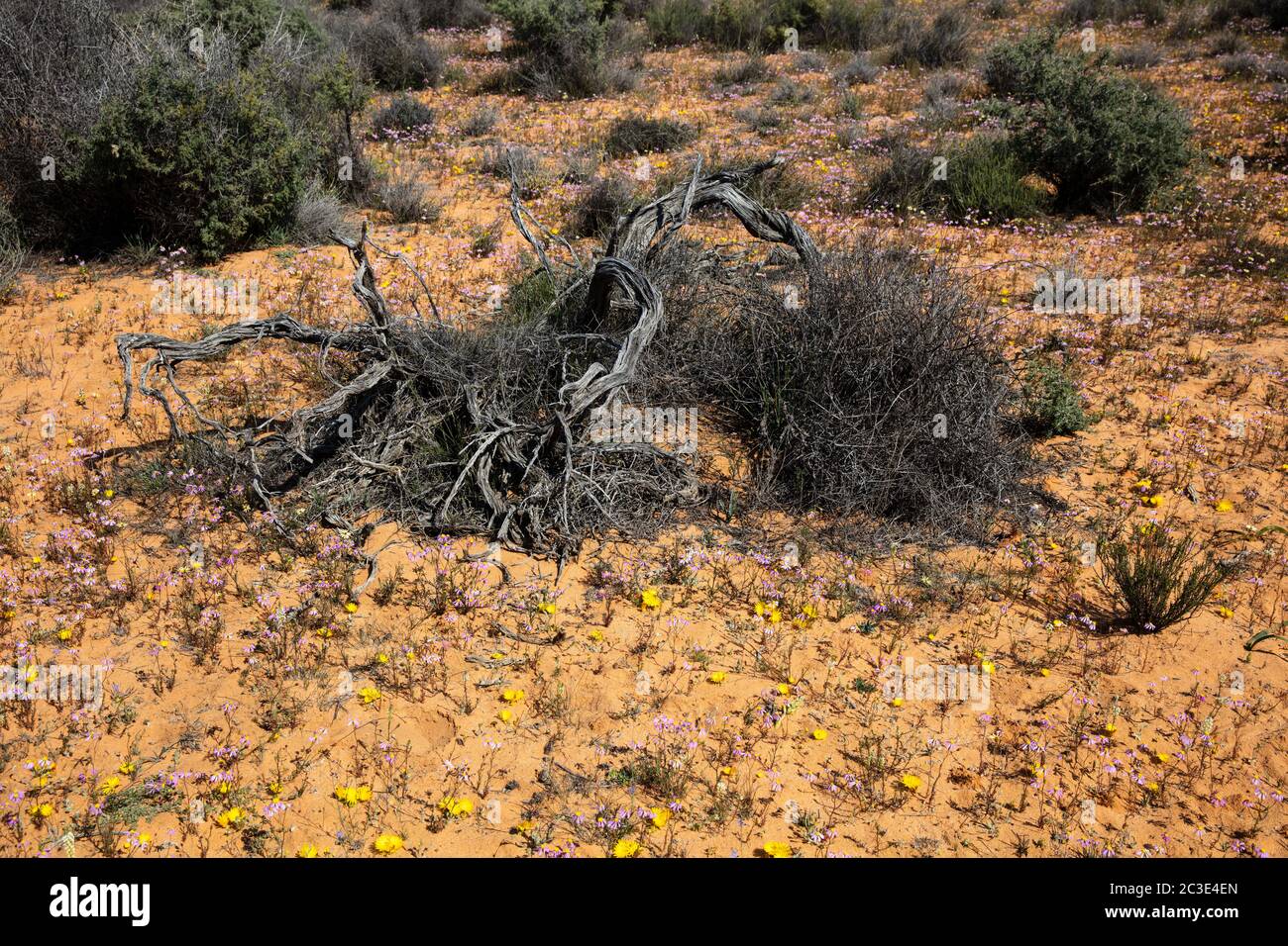 Karoo like wilderness and Rock formations in and around Kagga Kamma ...