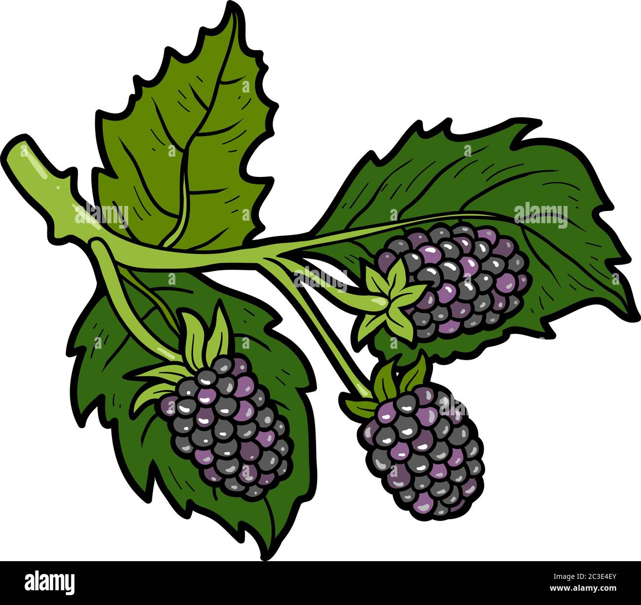 Color image, vector cartoon berry, Blackberries Stock Vector Image ...