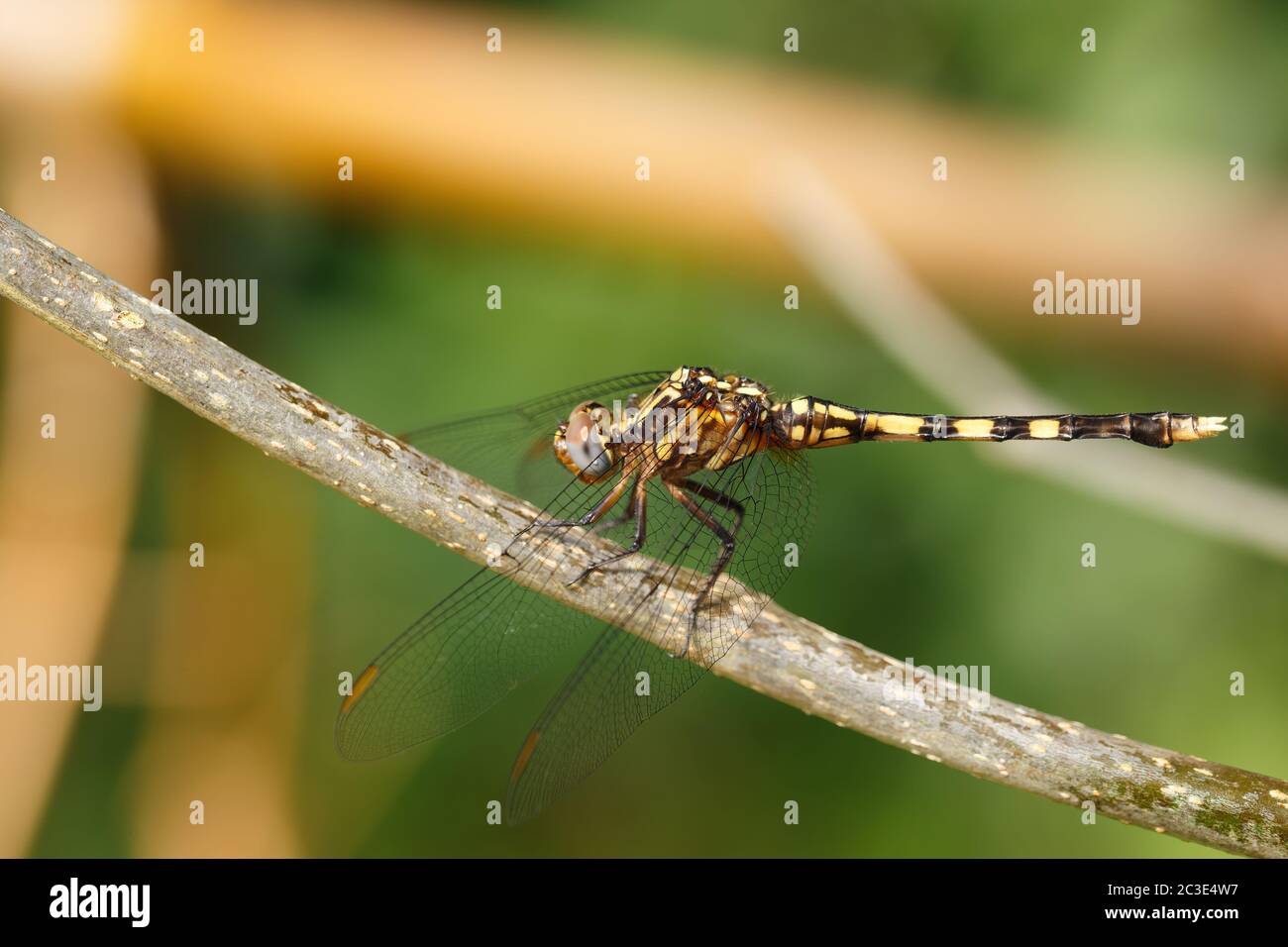 Dragonfly In Rainforest Madagascar Wildlife Stock Photo - Alamy
