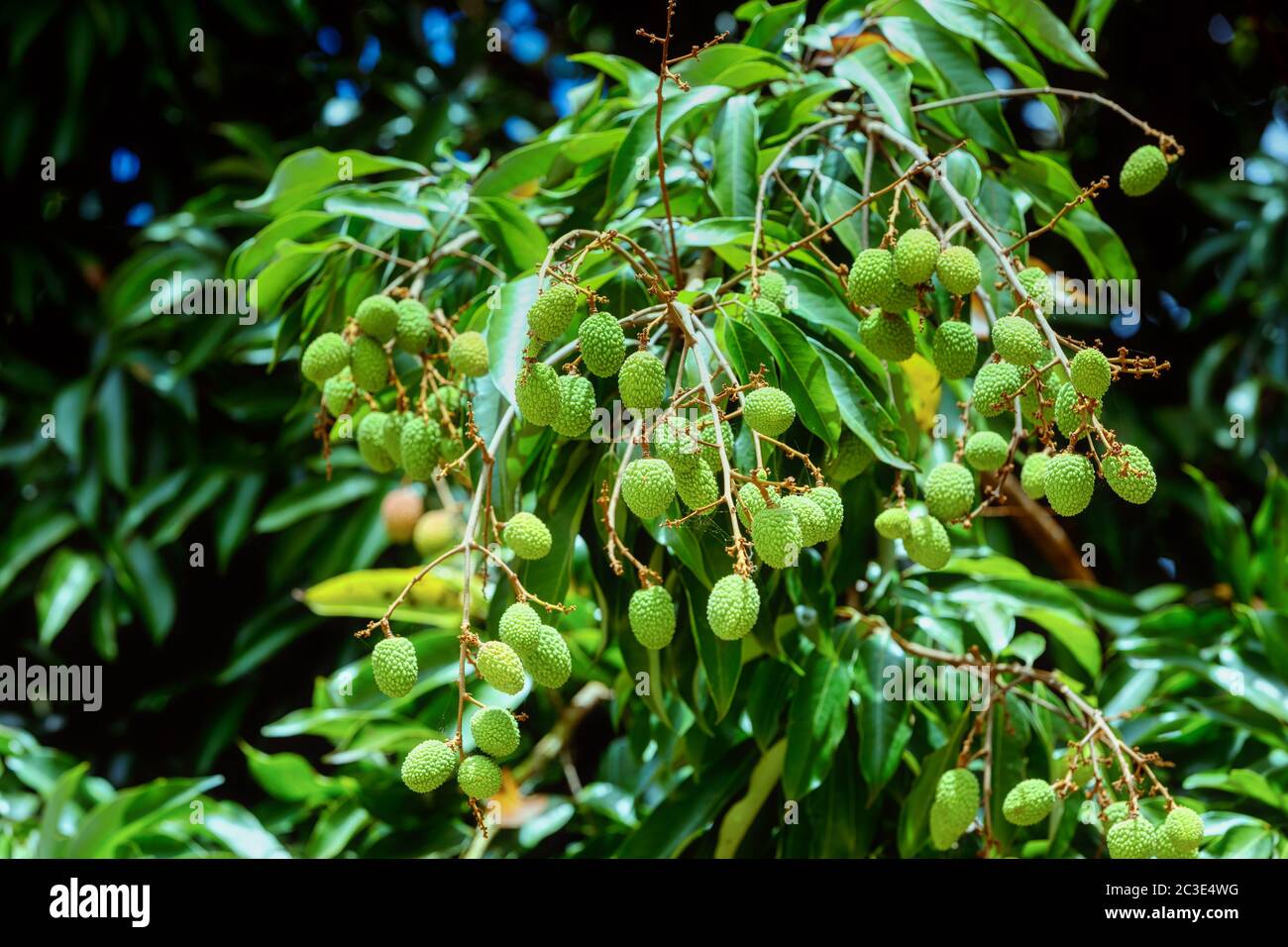 Lychee tree hi-res stock photography and images - Alamy