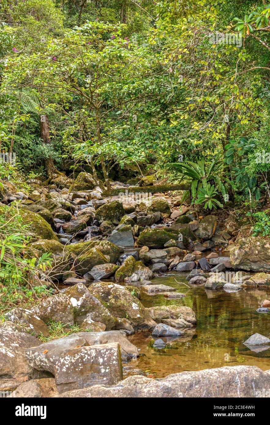 primary rainforest jungle Madagascar Stock Photo - Alamy