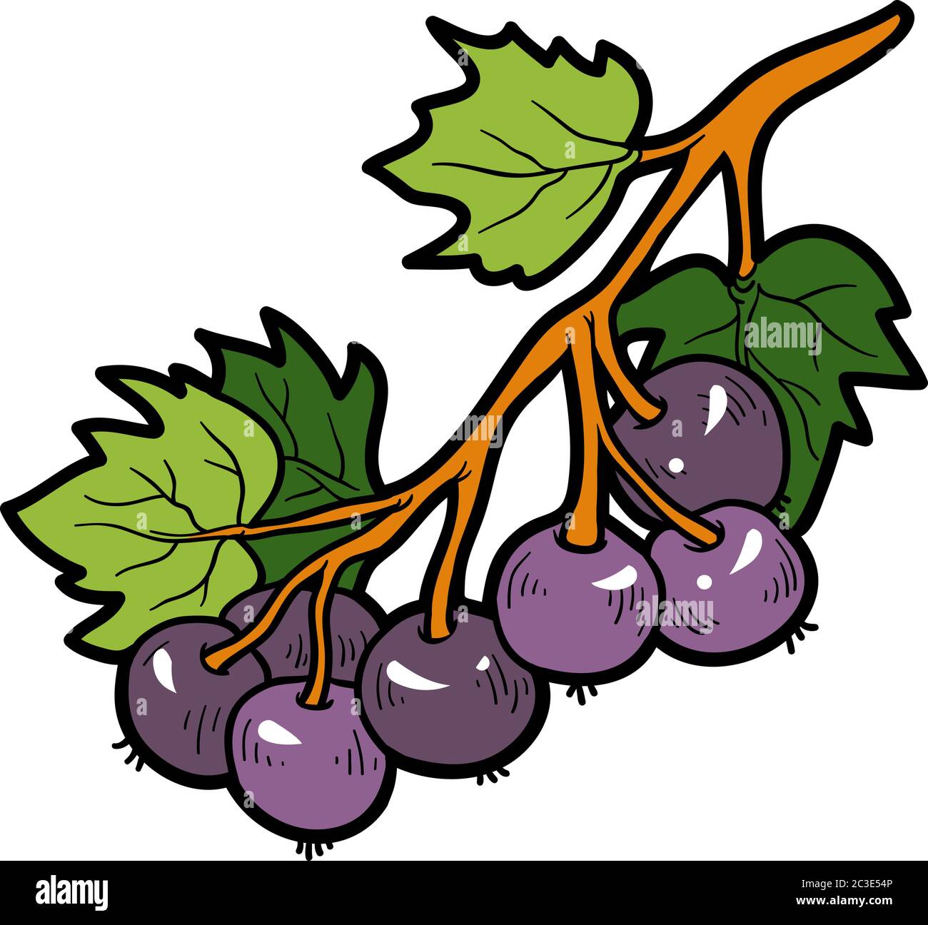 Currants image Stock Vector Images - Alamy