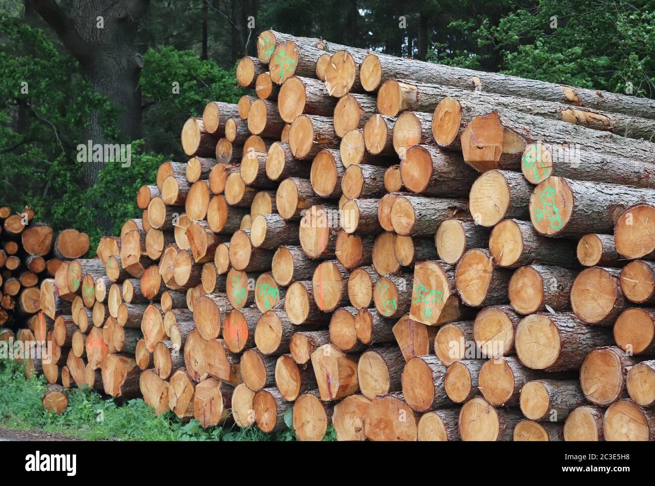 Detailed close up texture of stacked firewood with annual rings in high ...