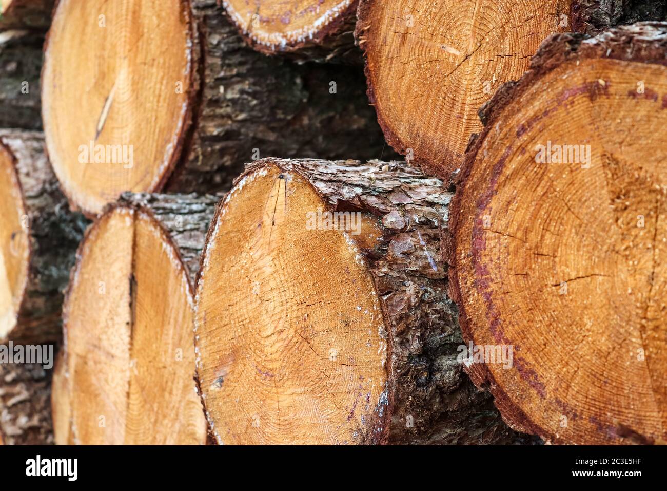 Detailed close up texture of stacked firewood with annual rings in high ...