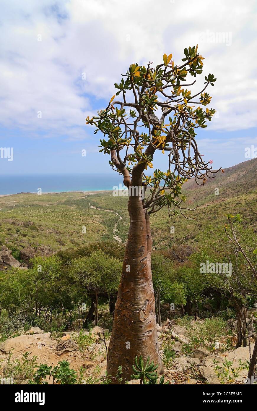 Flowering bottle tree is endemic tree adenium obesum of Socotra Island ...