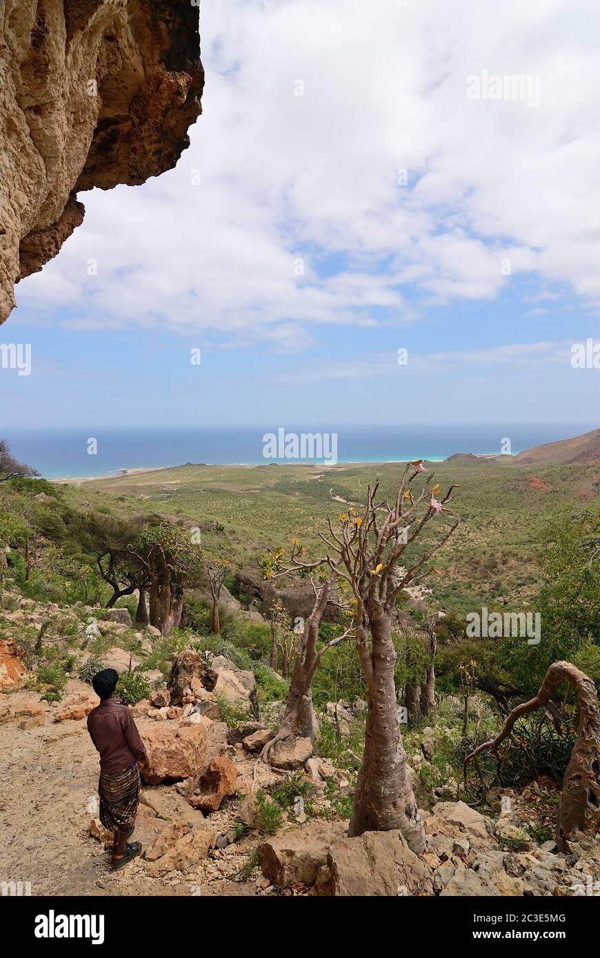 Flowering bottle tree is endemic tree adenium obesum of Socotra Island ...