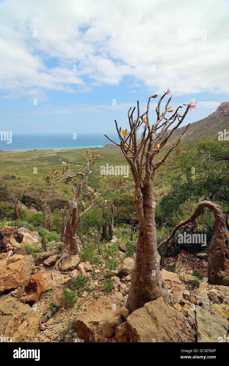 Flowering bottle tree is endemic tree adenium obesum of Socotra Island ...