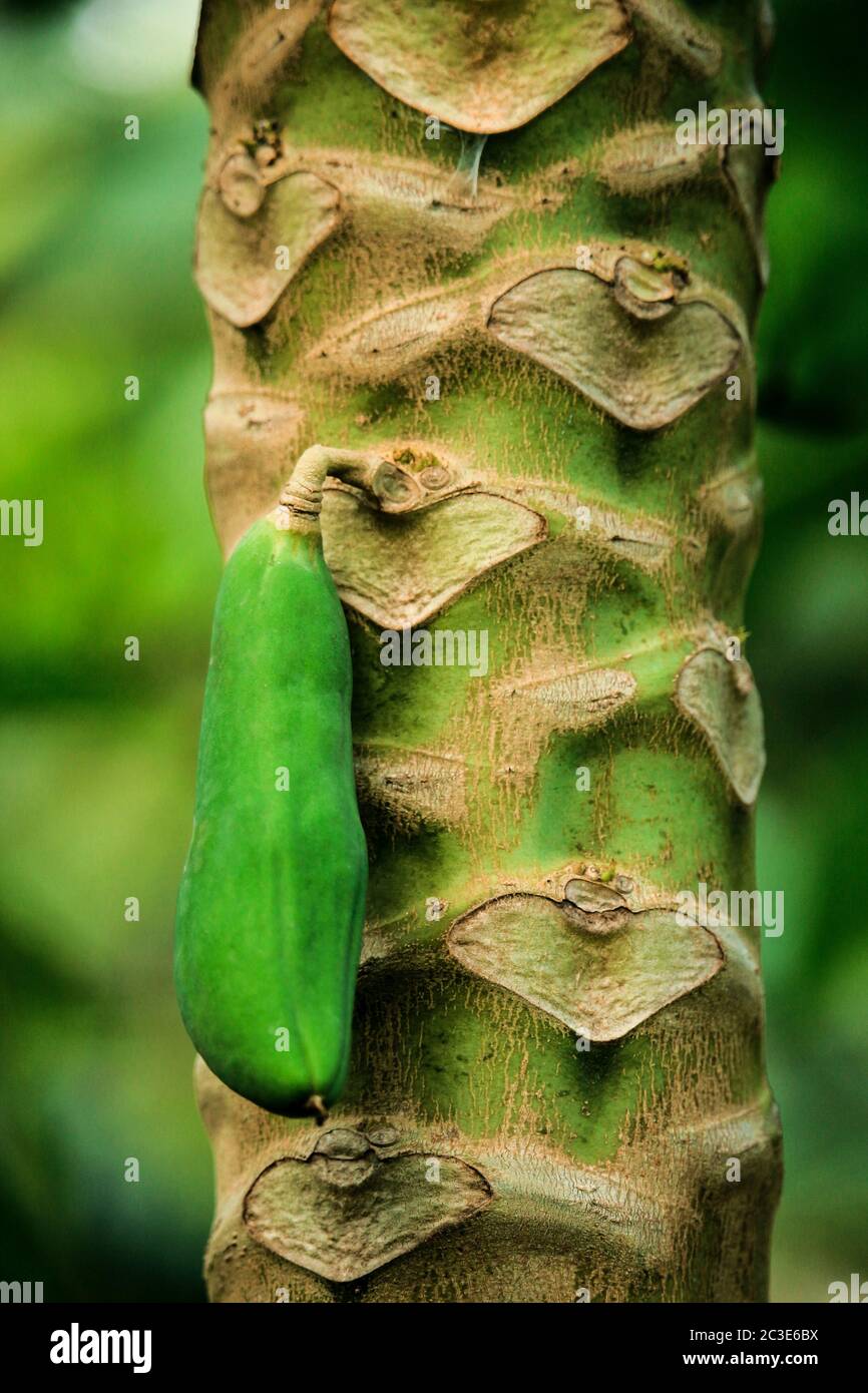 Small papaya hi-res stock photography and images - Alamy