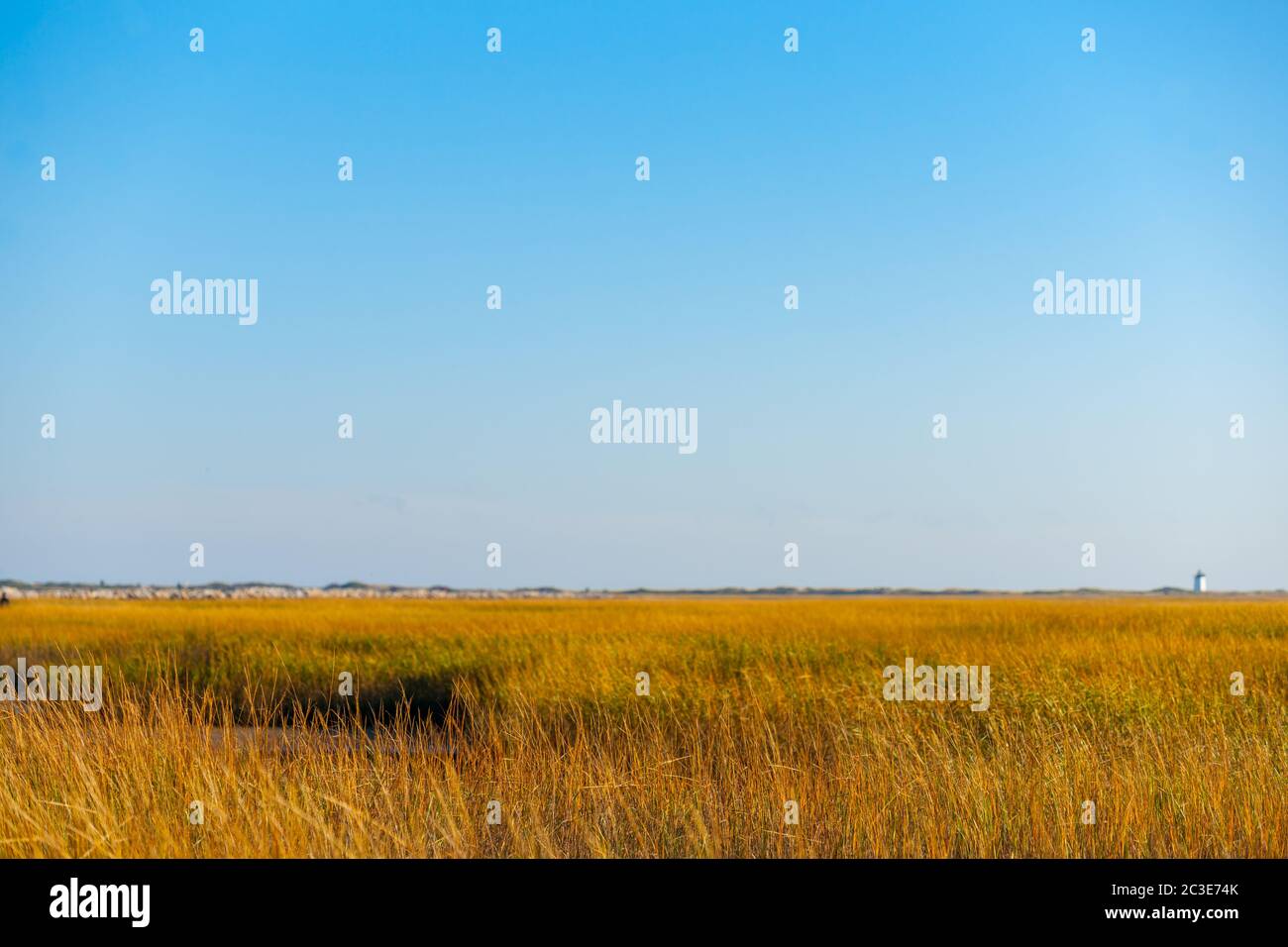 Long Point Marsh, Massachusetts, National Seashore saltmarsh with focus ...