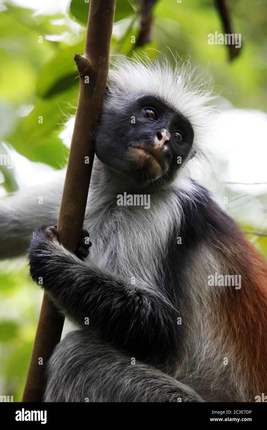 Black-and-white colobus monkey on a tree in rainforest in Zanzibar ...