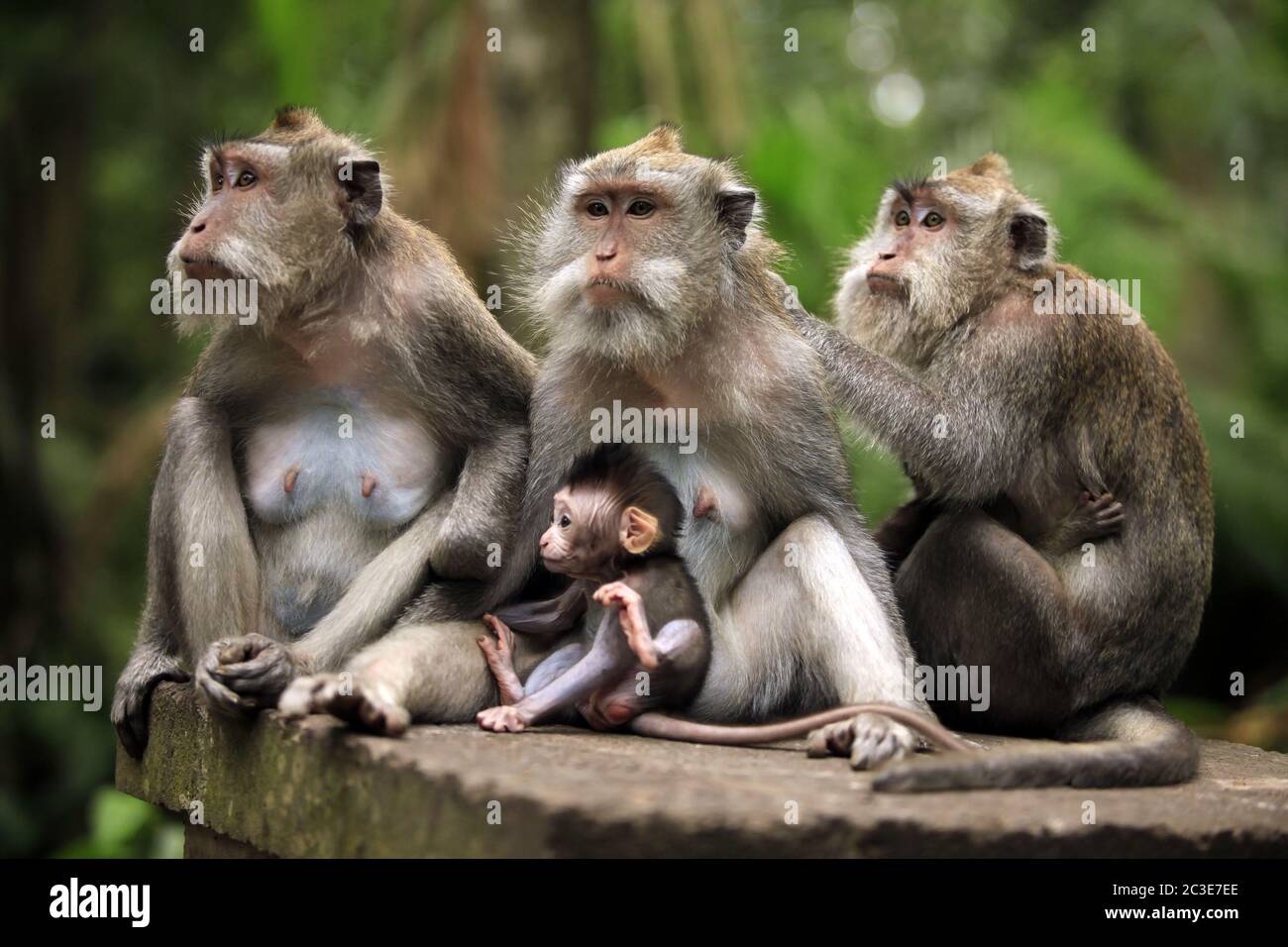 Family of monkeys. Bali a zoo. Indonesia Stock Photo - Alamy