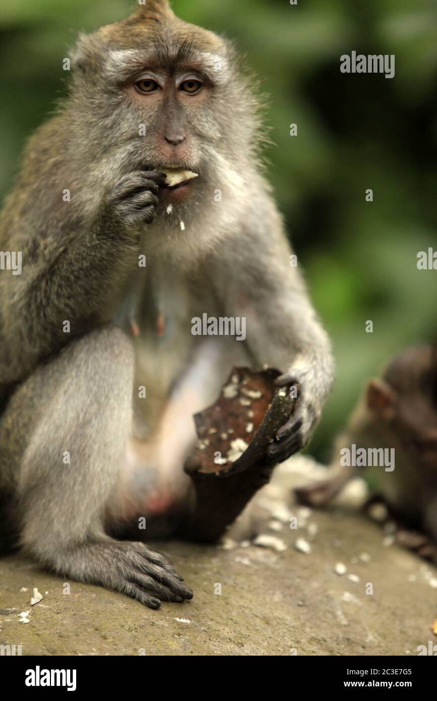 Monkeys bali hi-res stock photography and images - Alamy
