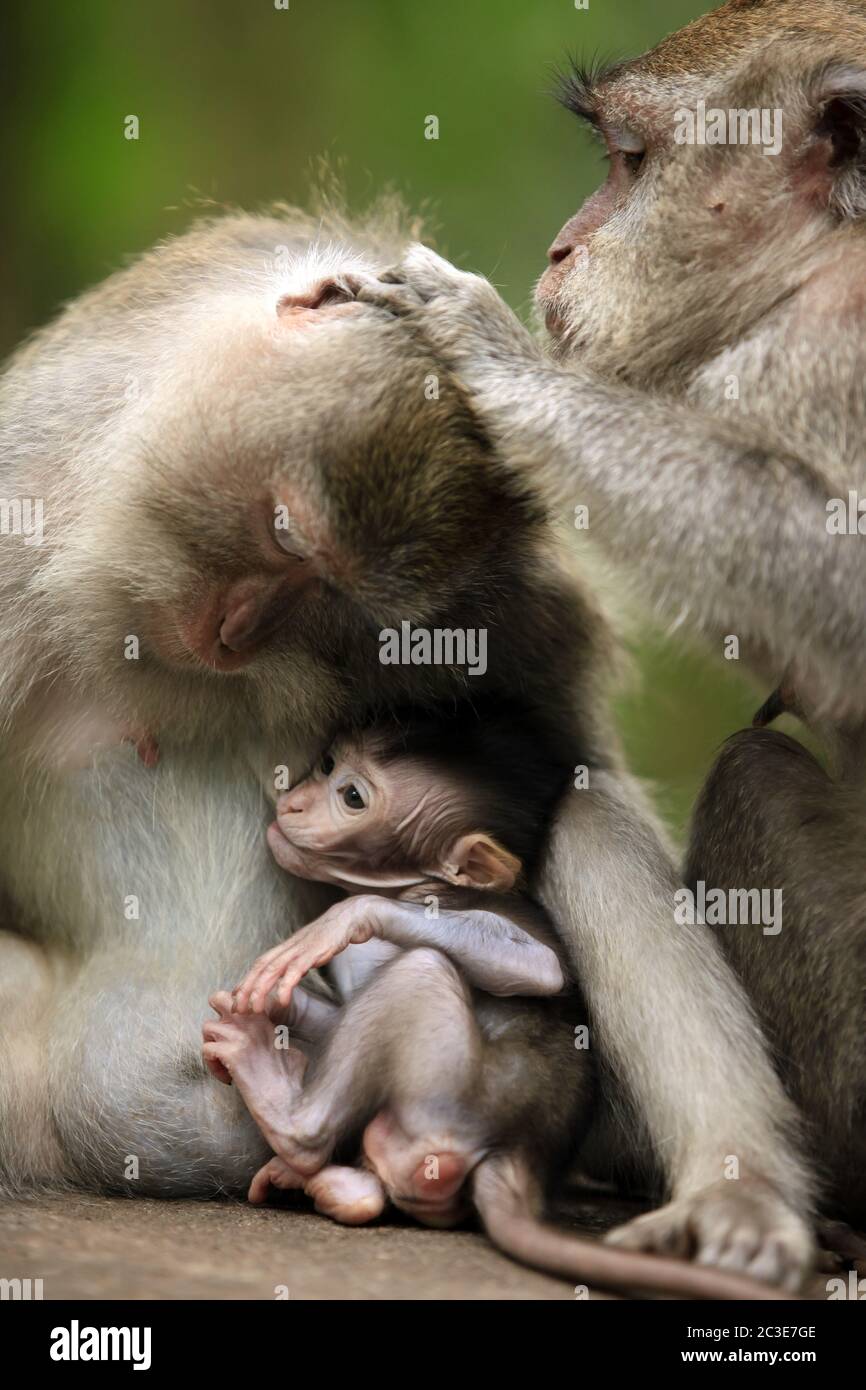 Family of monkeys. Bali a zoo. Indonesia Stock Photo - Alamy