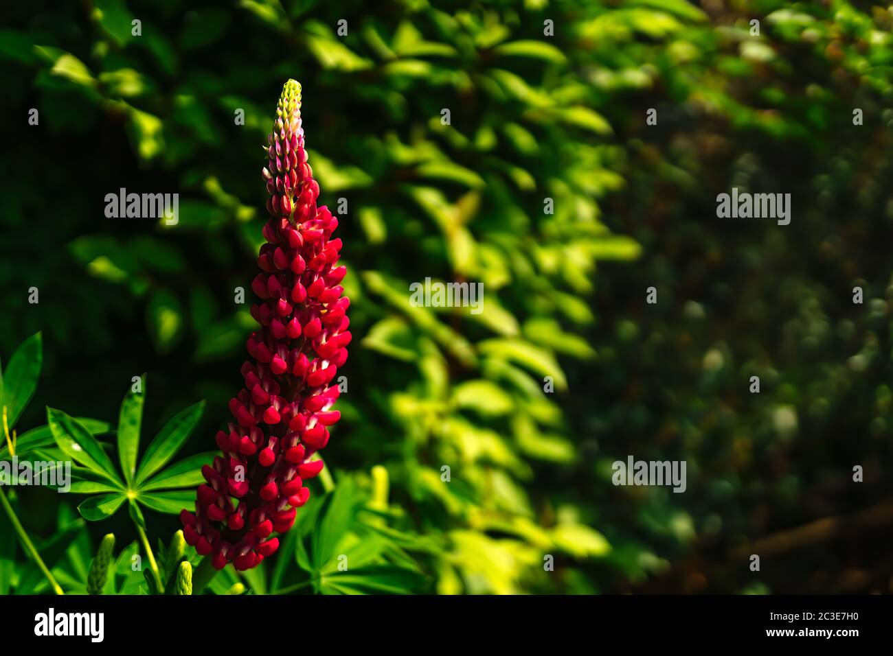 Tall spring flower hi-res stock photography and images - Alamy