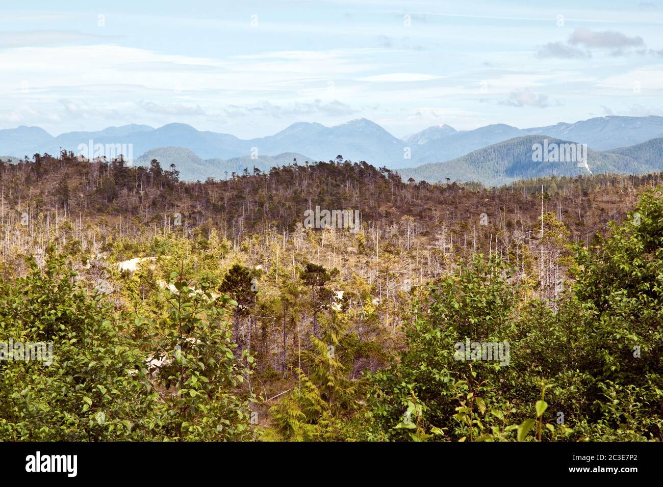 Coniferous forest region hi-res stock photography and images - Alamy